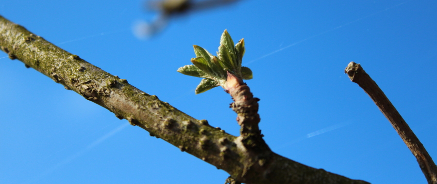 Marzec w pasiece - co się dzieje? | rozowyulik.pl